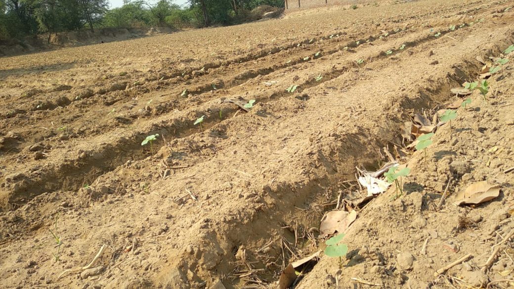 Bed plantation method of sowing cotton - farmingcosmos
