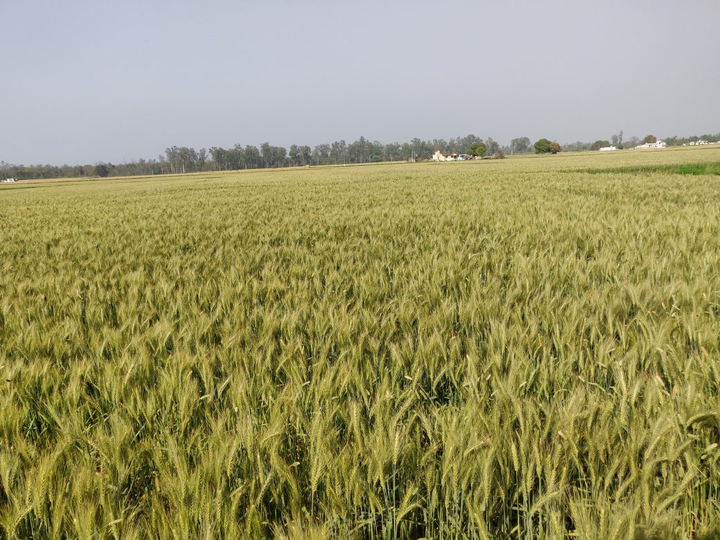 14 new wheat varieties, 1 of barley identified for cultivation in India ...