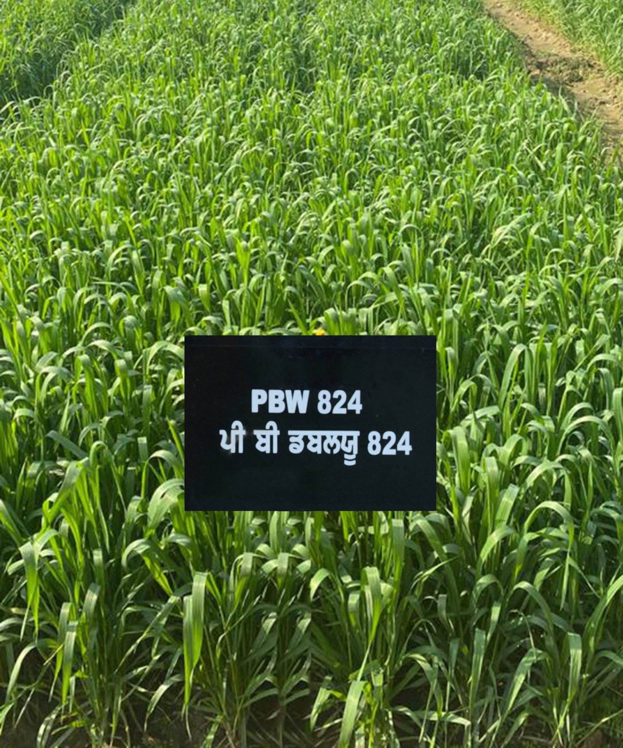 PAU develops, recommends 3 new varieties of wheat - farmingcosmos