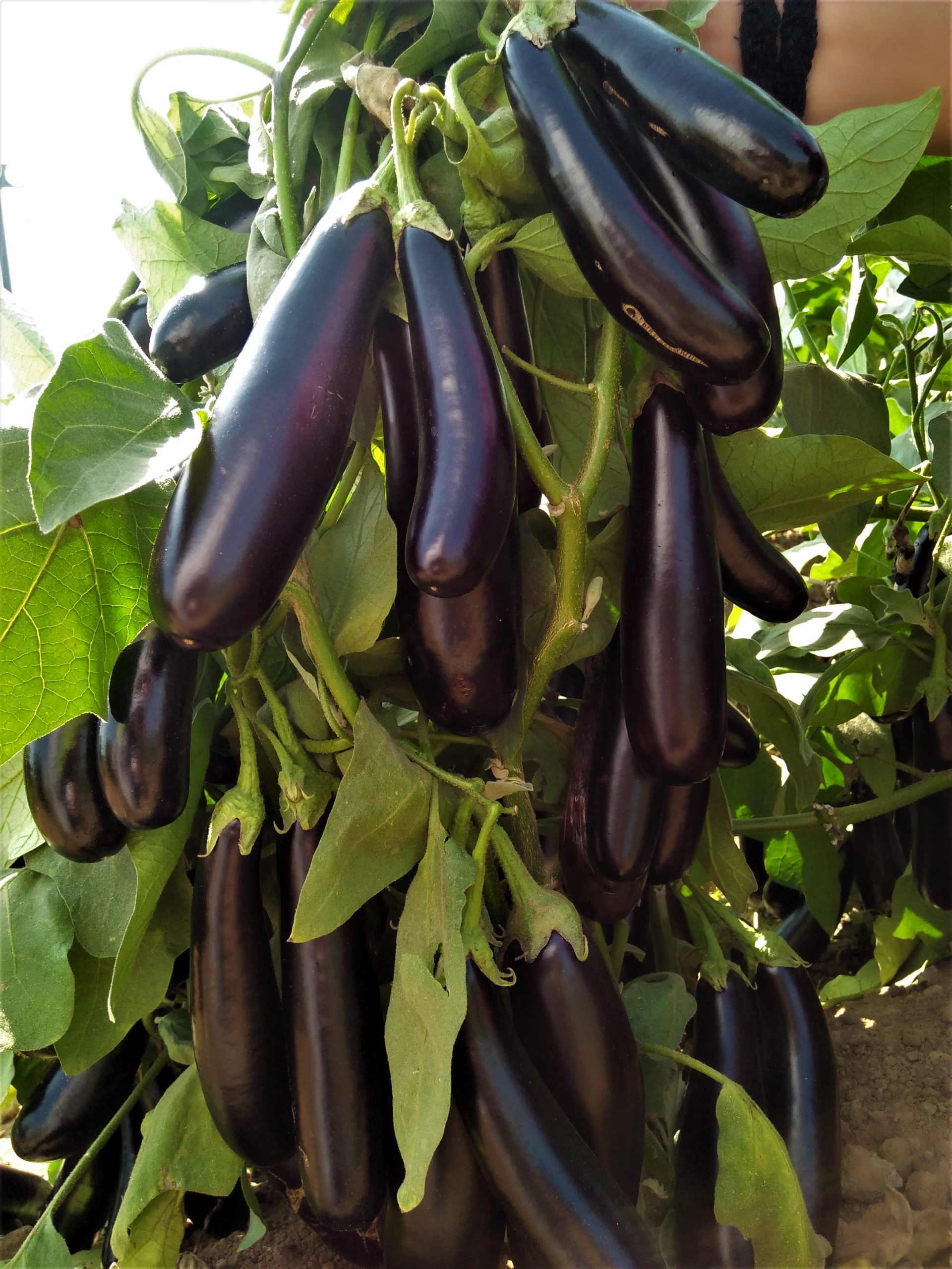 3 PAU vegetable varieties identified for cultivation at national level ...