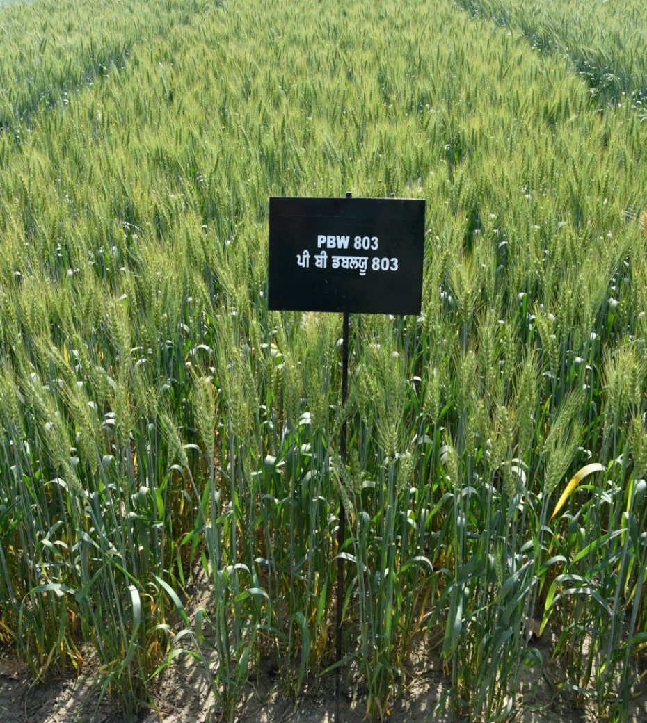 PAU’s modified wheat variety PBW 803 approved for cultivation ...