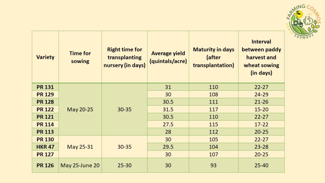 PAU Ludhiana-recommended paddy varieties for kharif cultivation ...
