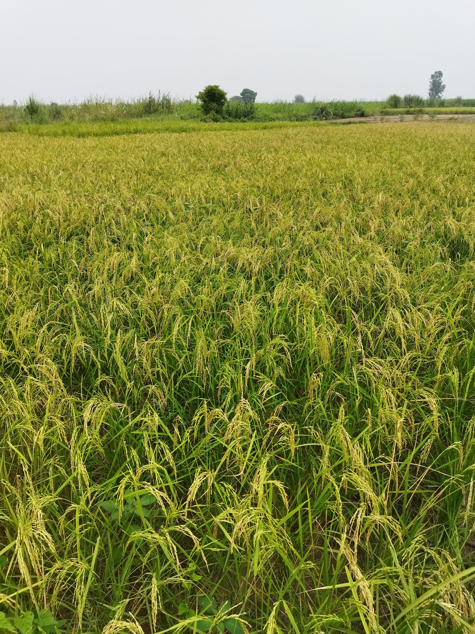 Herbicide-tolerant non-GM varieties Pusa Basmati 1979, Pusa Basmati ...