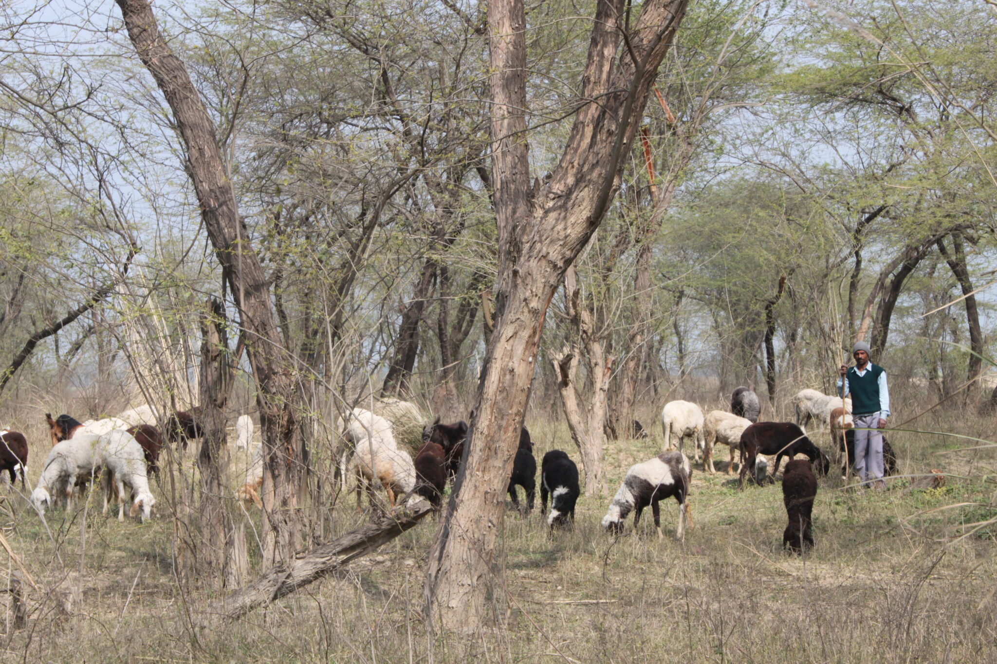 Subsidy under NLM for sheep, goat rearing available even for smaller ...