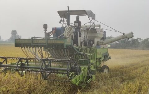 Wheat sown with PAU’s novel surface seeding technique withstands ...
