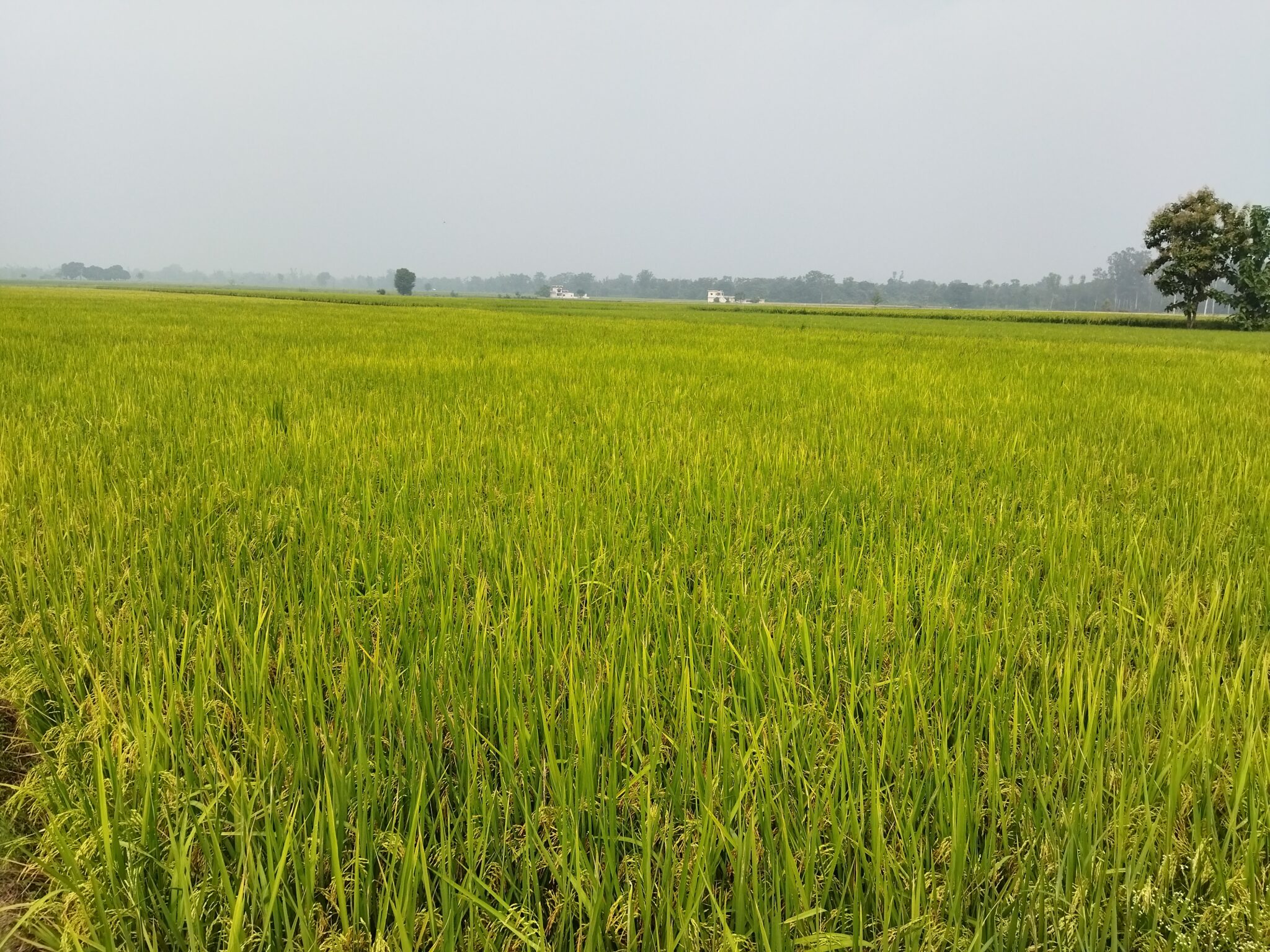 Controlling white backed plant hopper can stop problem of dwarf plants ...